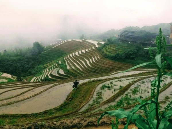 The ultimate guide to Longji rice terraces – A wanderlust love